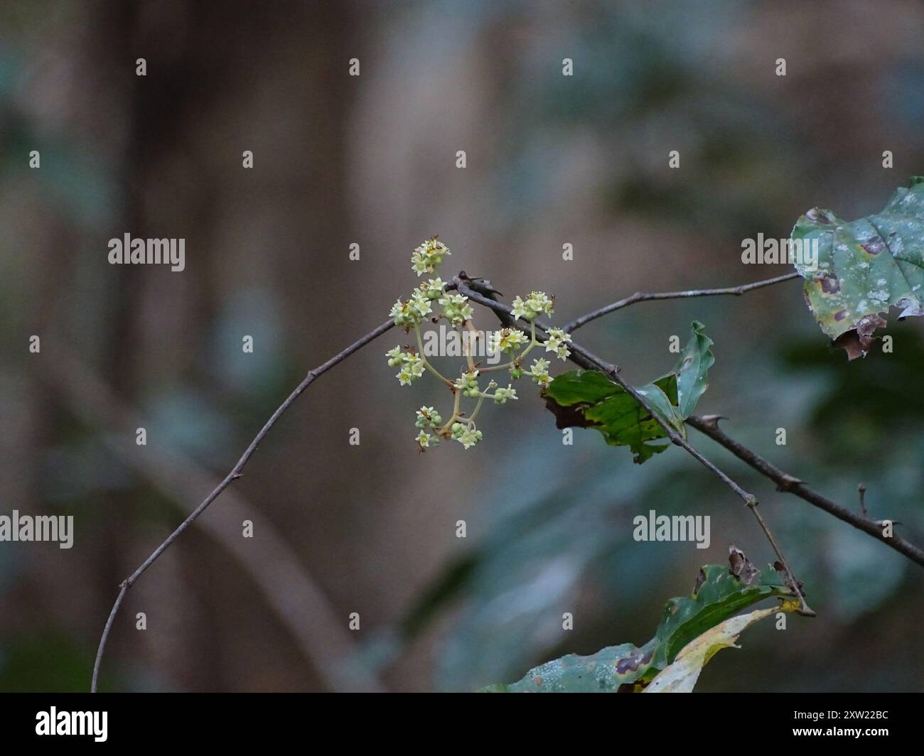 buckthorn family (Rhamnaceae) Plantae Stock Photo - Alamy