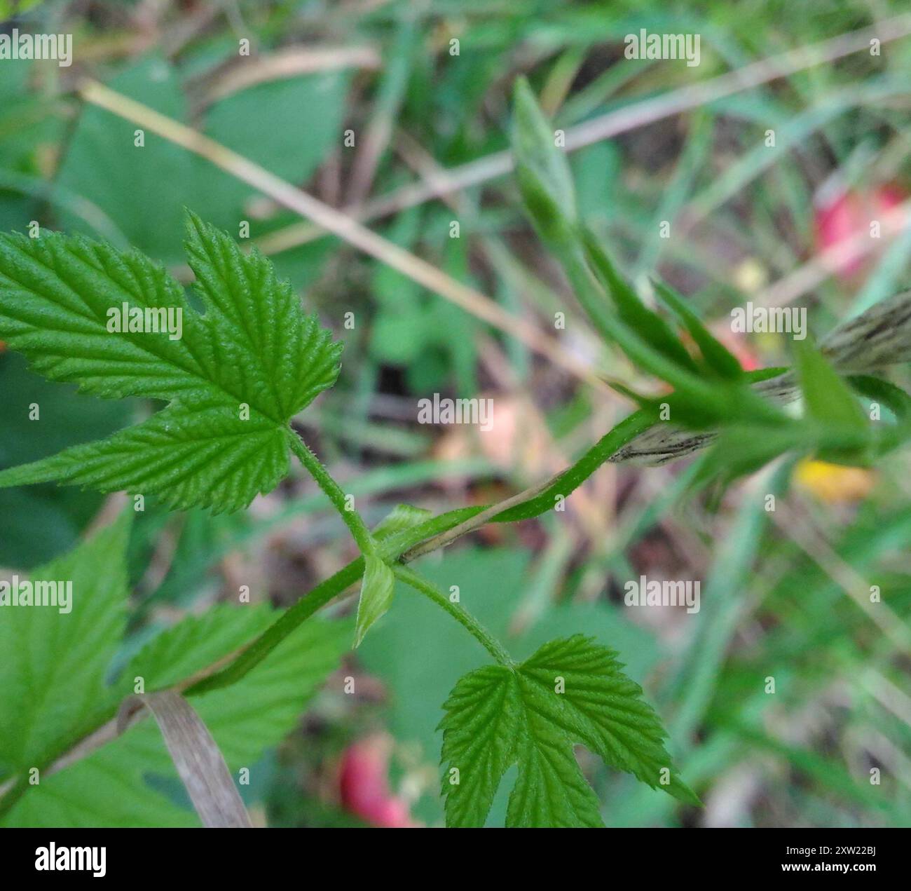 common hops (Humulus lupulus) Plantae Stock Photo - Alamy