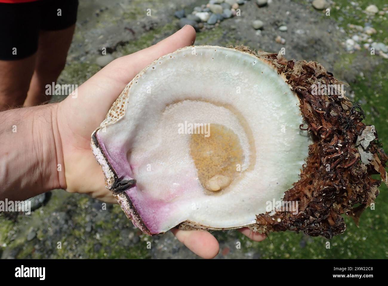 Giant Rock Scallop (Crassadoma gigantea) Mollusca Stock Photo - Alamy