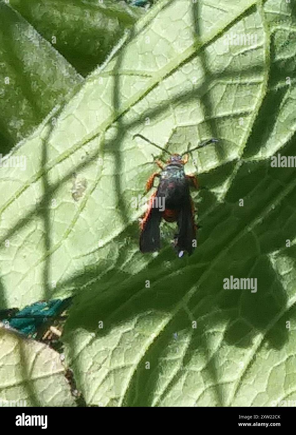 Squash Vine Borer (Eichlinia cucurbitae) Insecta Stock Photo - Alamy
