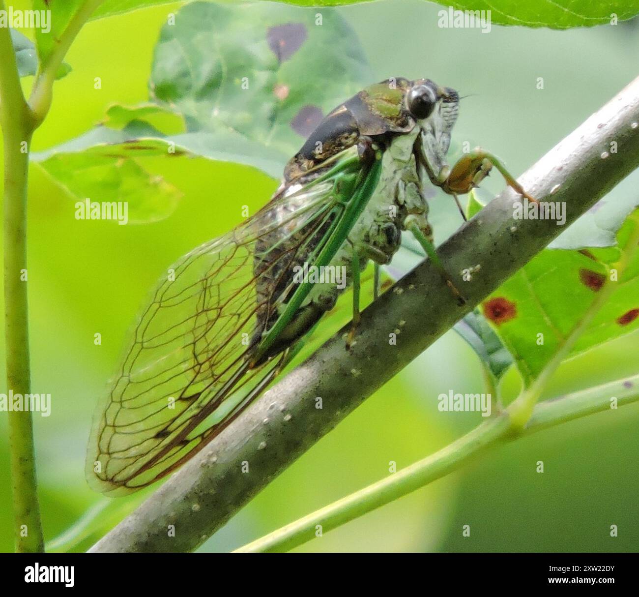 Swamp Cicada Common Swamp Cicada (Neotibicen Tibicen Tibicen) Insecta