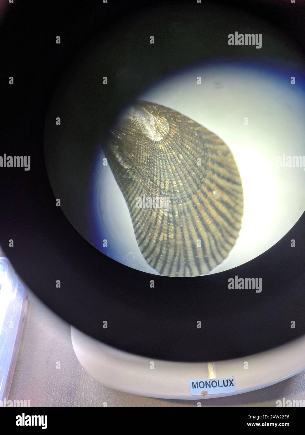 Hooked Mussel (Ischadium recurvum) Mollusca Stock Photo - Alamy