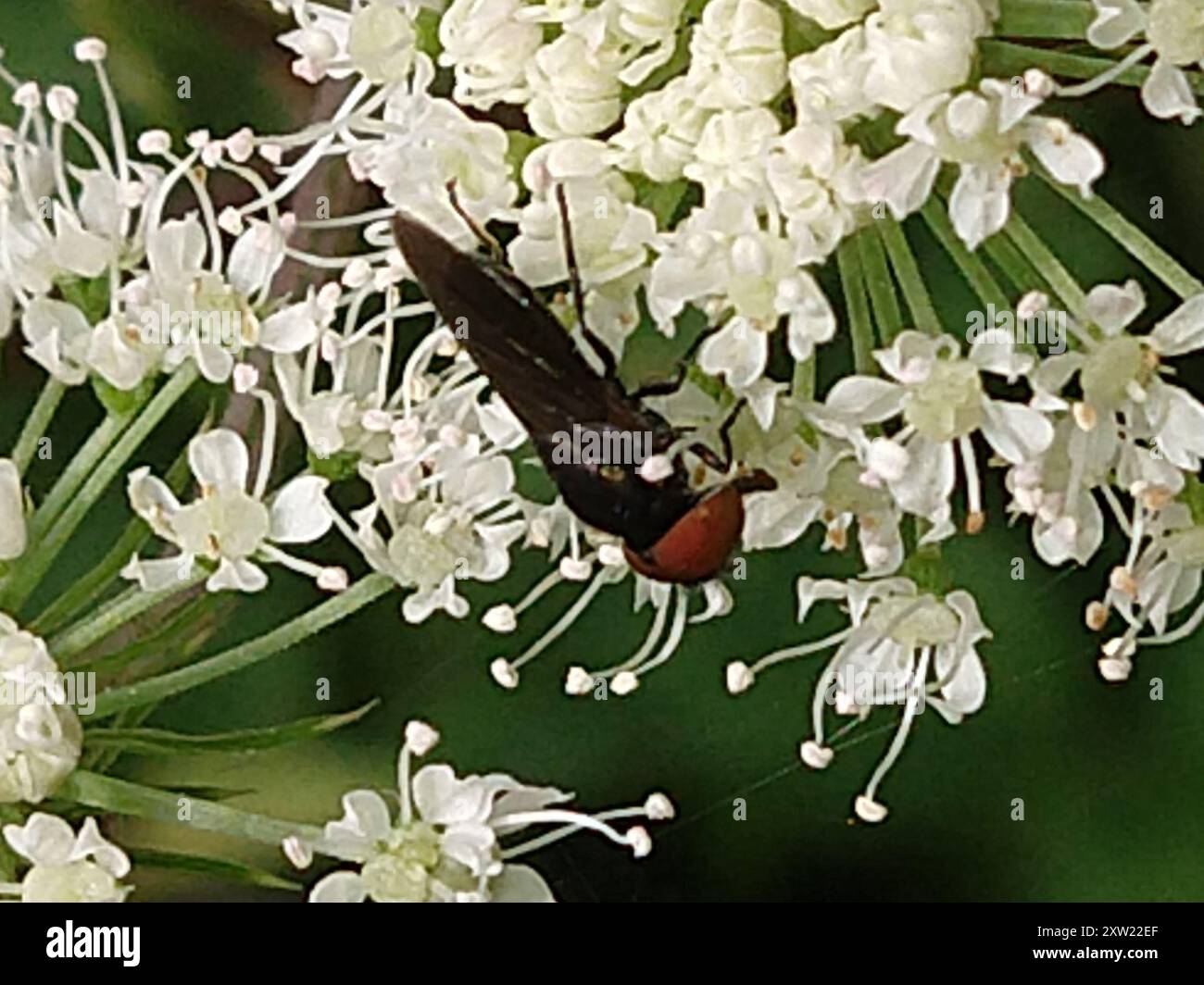 Dark-winged Chrysogaster (Chrysogaster solstitialis) Insecta Stock ...