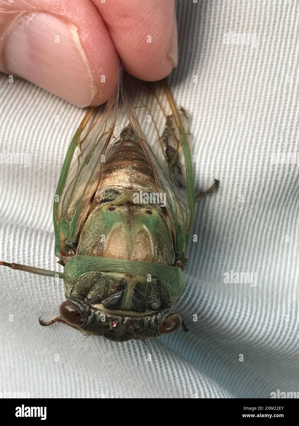 Neotibicen pruinosus hi-res stock photography and images - Alamy
