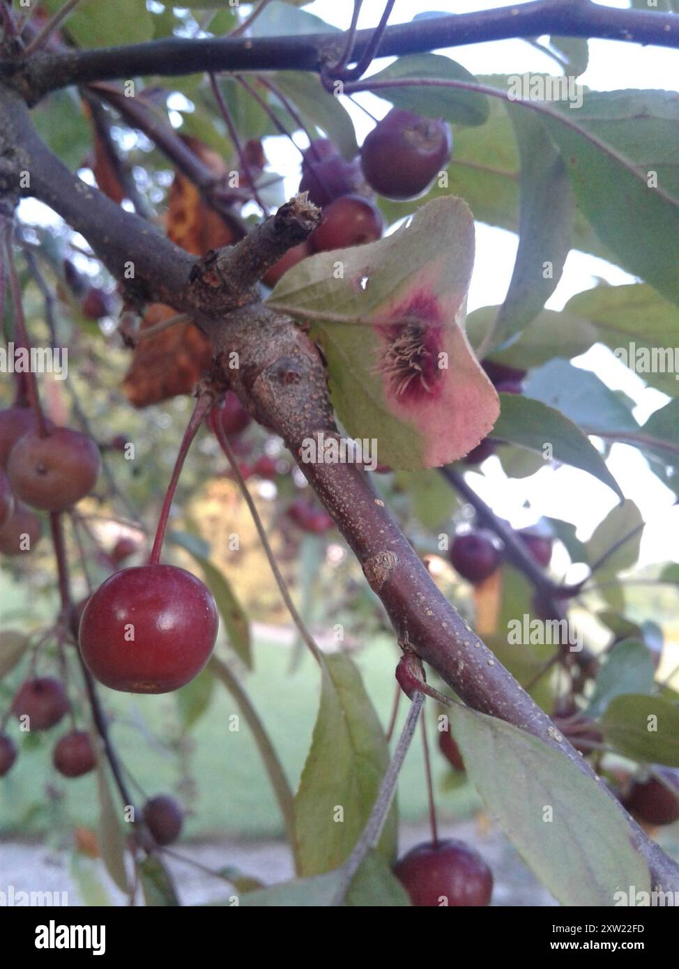 quince rust (Gymnosporangium clavipes) Fungi Stock Photo - Alamy