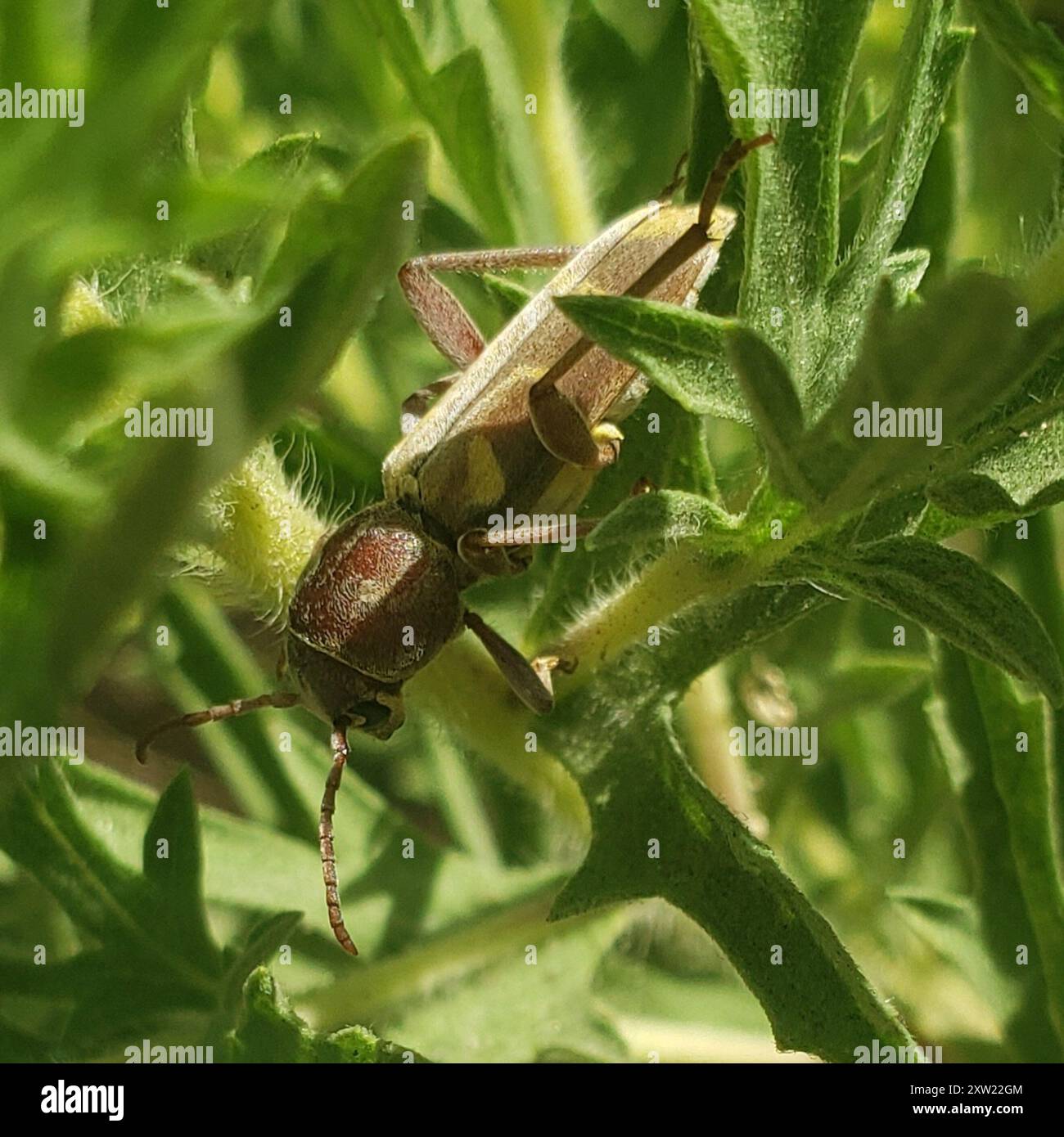 Willow Borer (Xylotrechus insignis) Insecta Stock Photo - Alamy