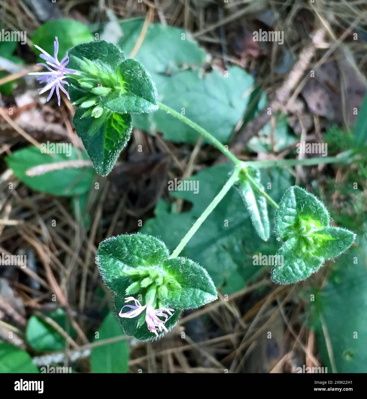 common elephant's-foot (Elephantopus tomentosus) Plantae Stock Photo ...