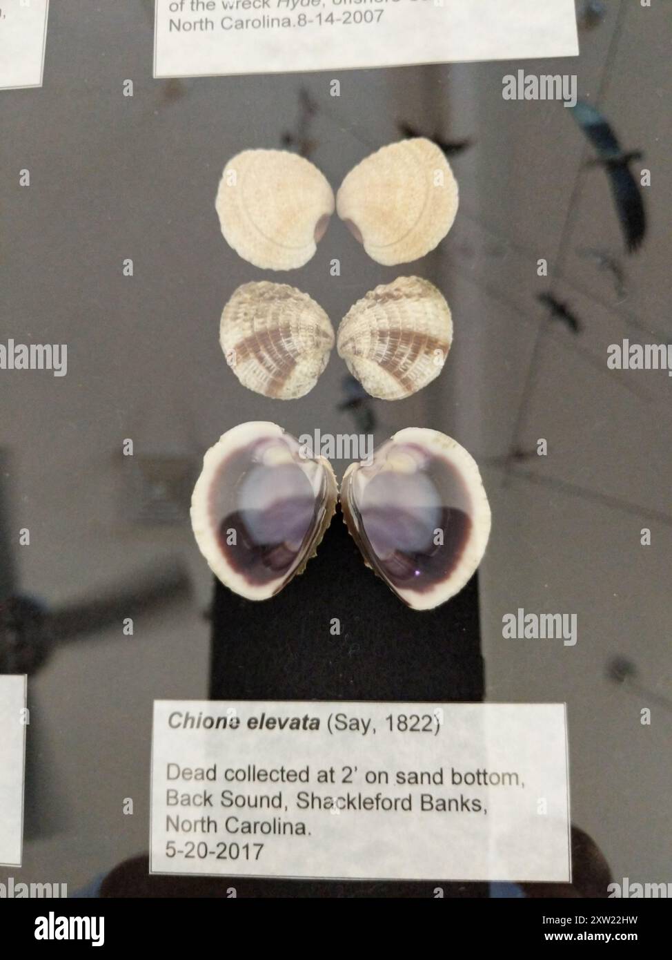 Cross-barred Venus (Chione elevata) Mollusca Stock Photo - Alamy