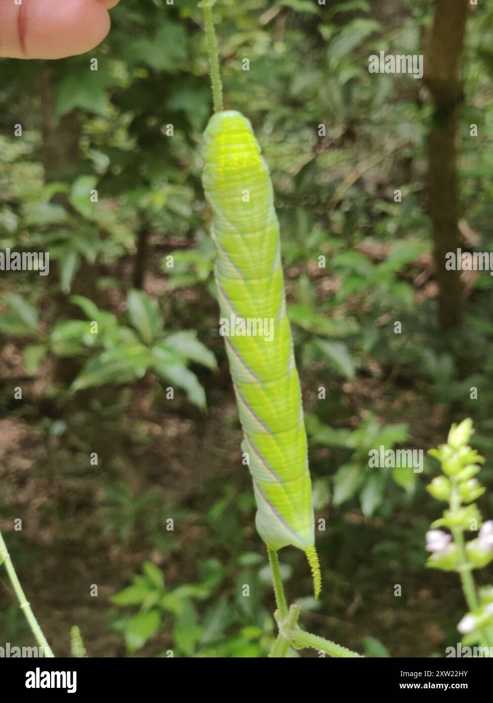 Rustic Sphinx (Manduca rustica) Insecta Stock Photo - Alamy