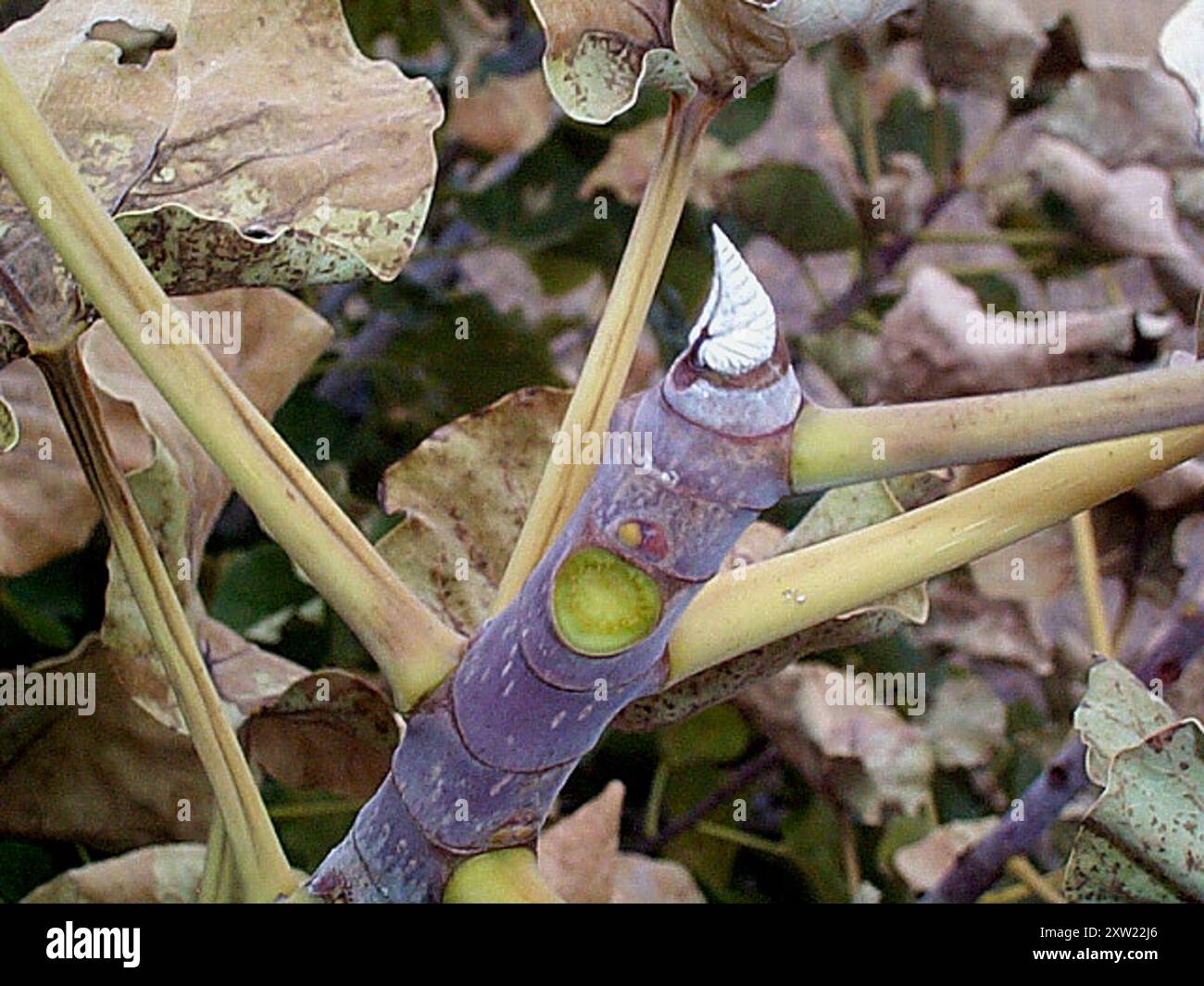 Large-leaved rock fig (Ficus abutilifolia) Plantae Stock Photo - Alamy