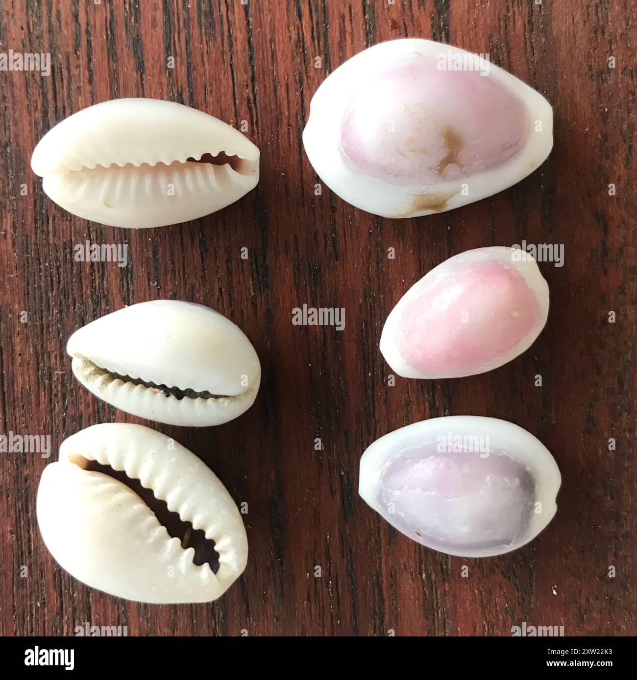 Gold Ring Cowry (Monetaria annulus) Mollusca Stock Photo - Alamy