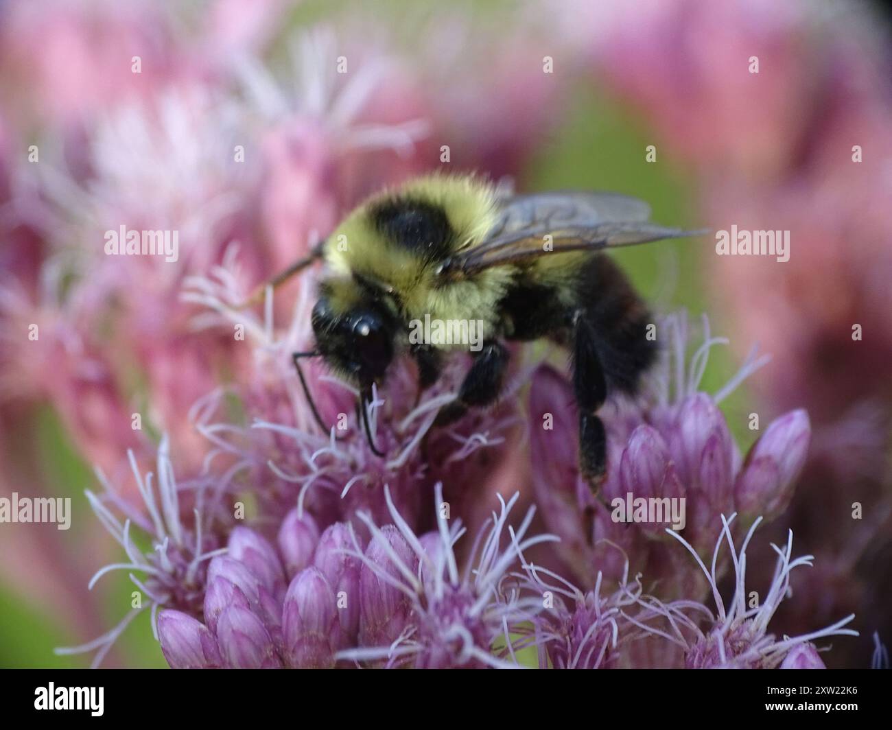 Red-belted Bumble Bee (Bombus rufocinctus) Insecta Stock Photo - Alamy