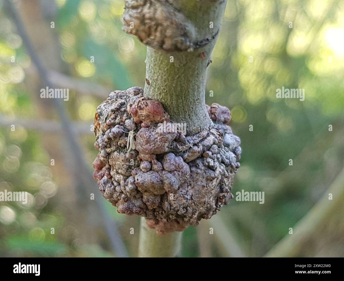bacterial crown gall (Agrobacterium radiobacter Stock Photo - Alamy