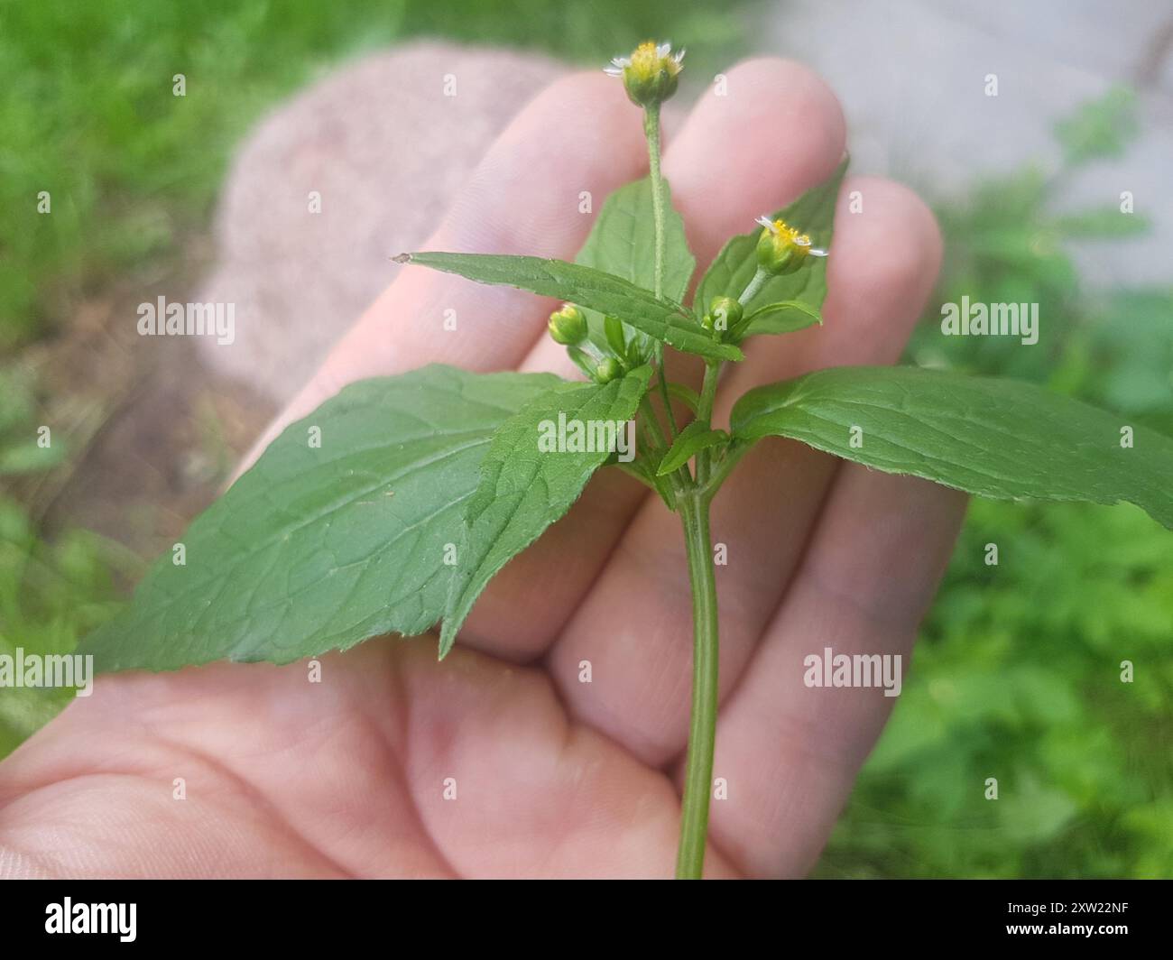 Gallant Soldier (Galinsoga parviflora) Plantae Stock Photo - Alamy