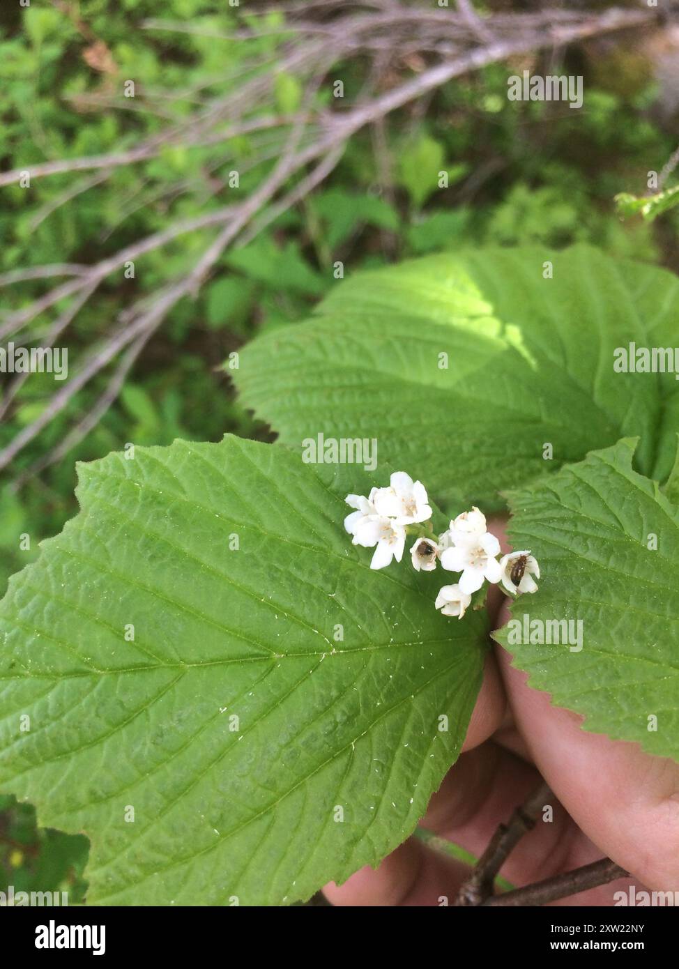 squashberry (Viburnum edule) Plantae Stock Photo - Alamy