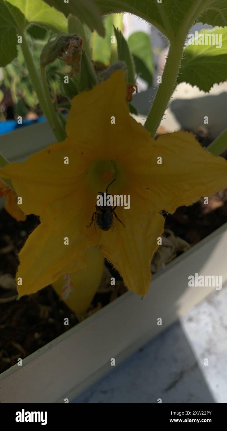 Pruinosa bee hi-res stock photography and images - Alamy