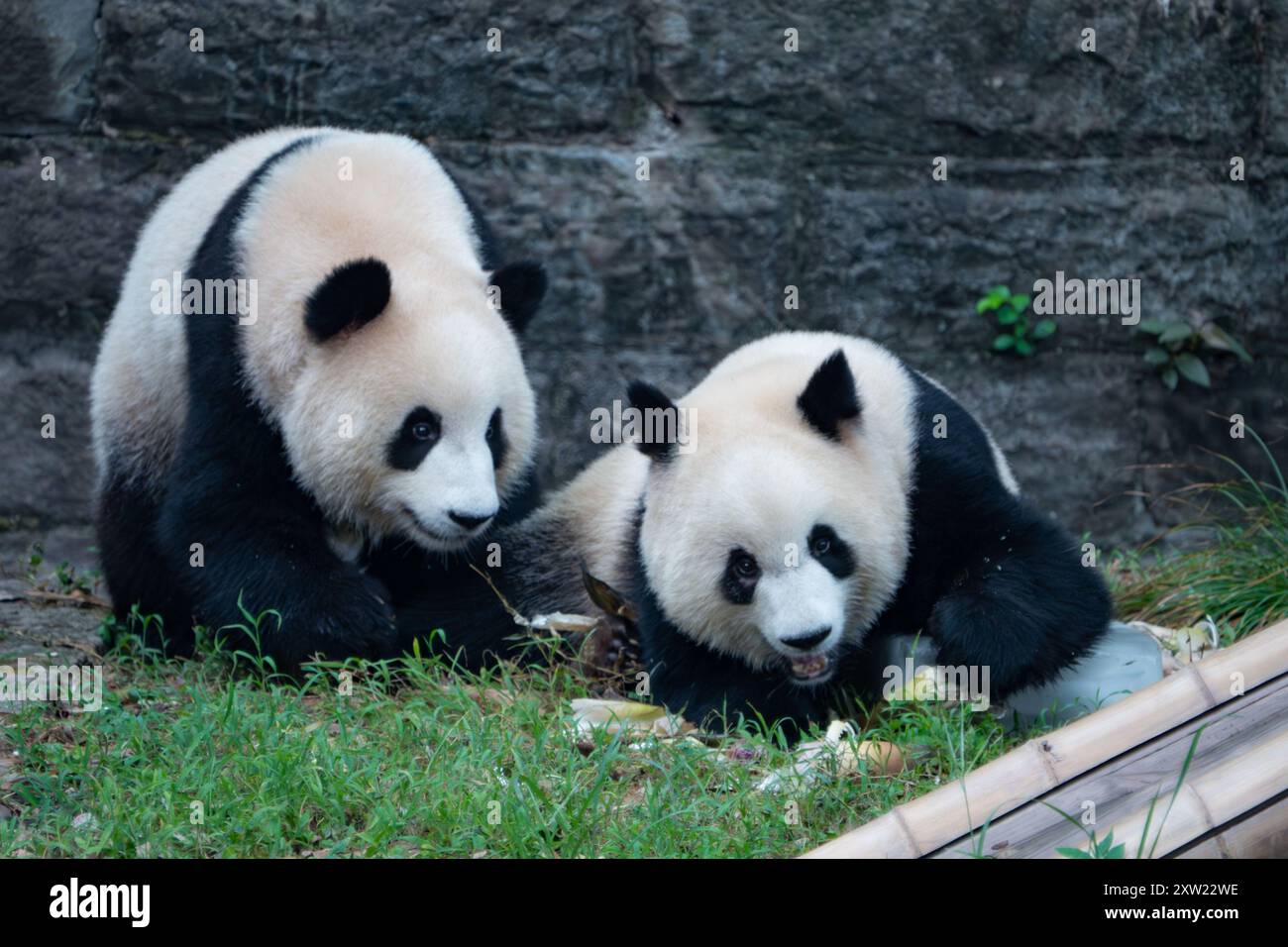 Ai breeding hi-res stock photography and images - Alamy