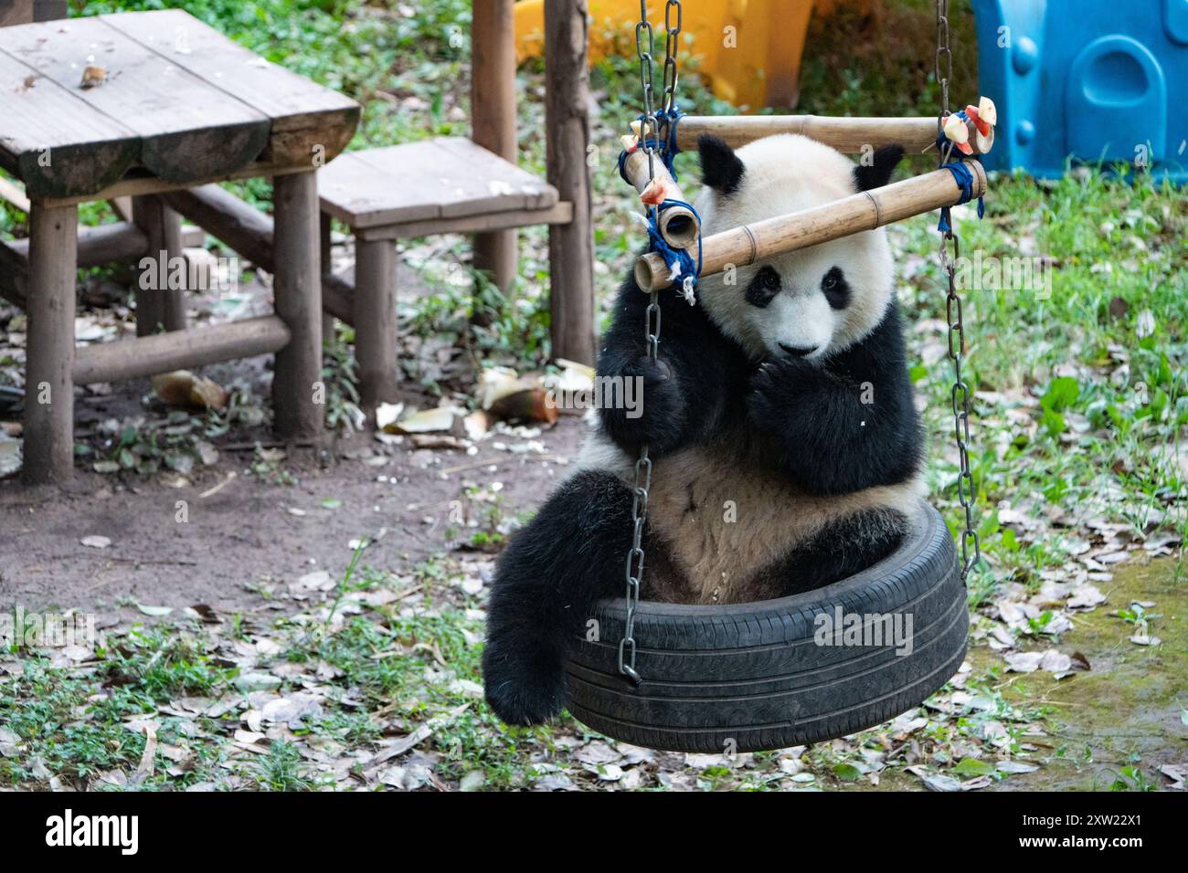 Giant panda Yu Ai is playing at Chongqing Zoo in Chongqing, China, on ...