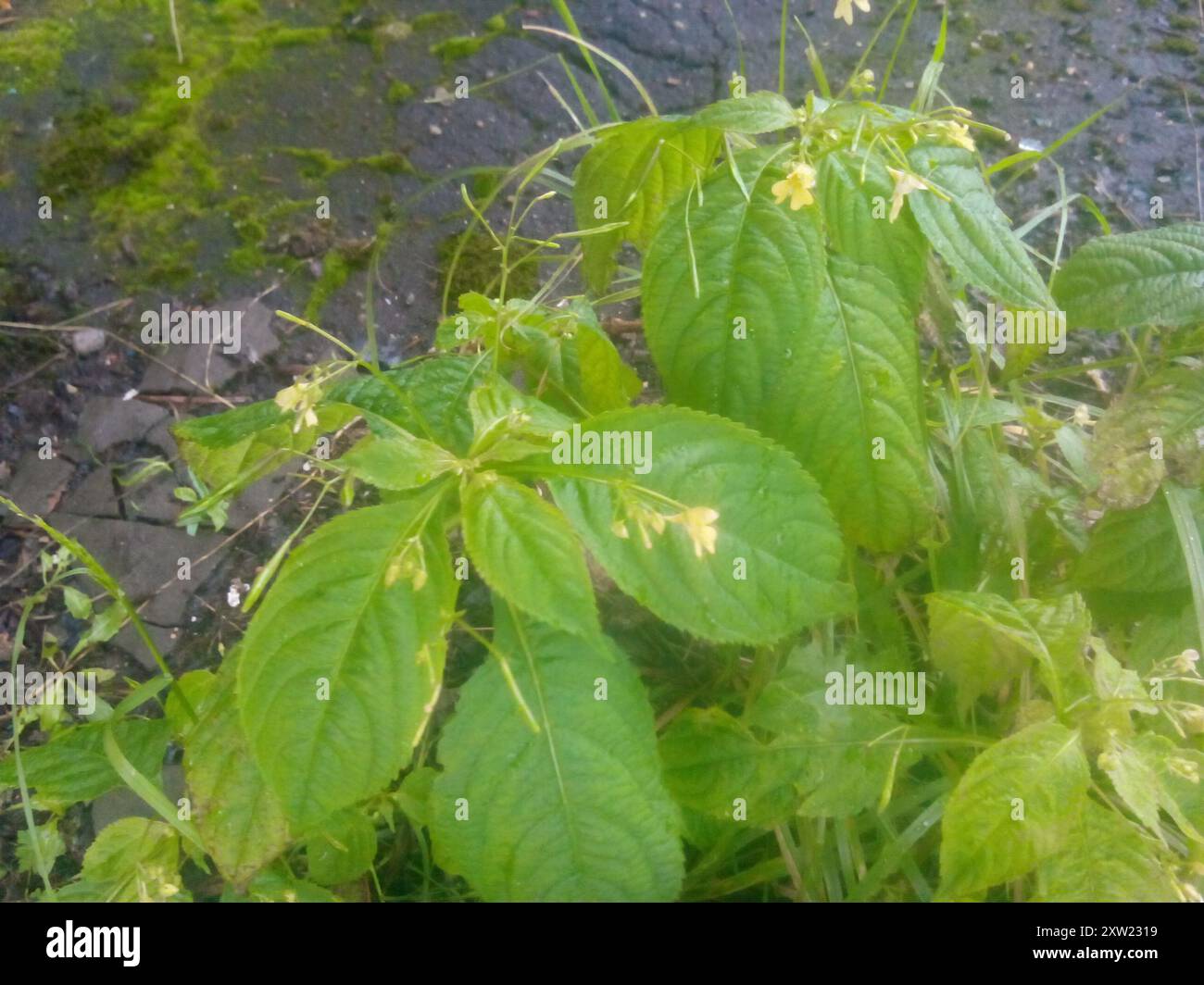 small balsam (Impatiens parviflora) Plantae Stock Photo - Alamy