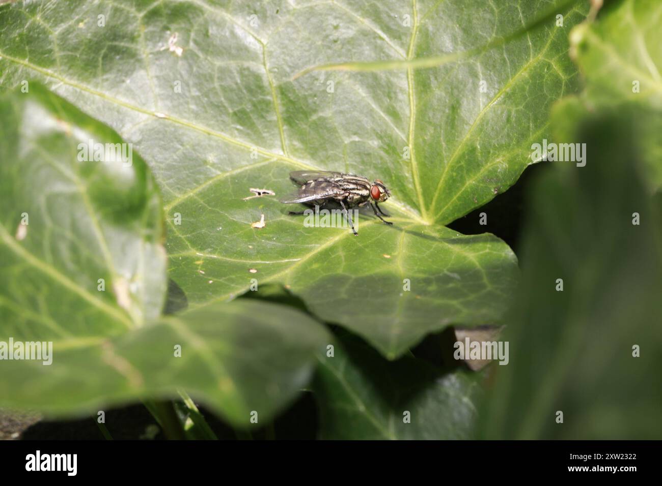 Common Flesh Flies (Sarcophaga) Insecta Stock Photo - Alamy