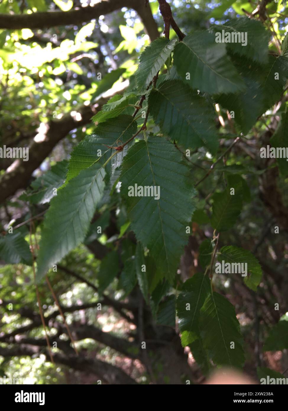 Eastern Hornbeam (Carpinus orientalis) Plantae Stock Photo - Alamy