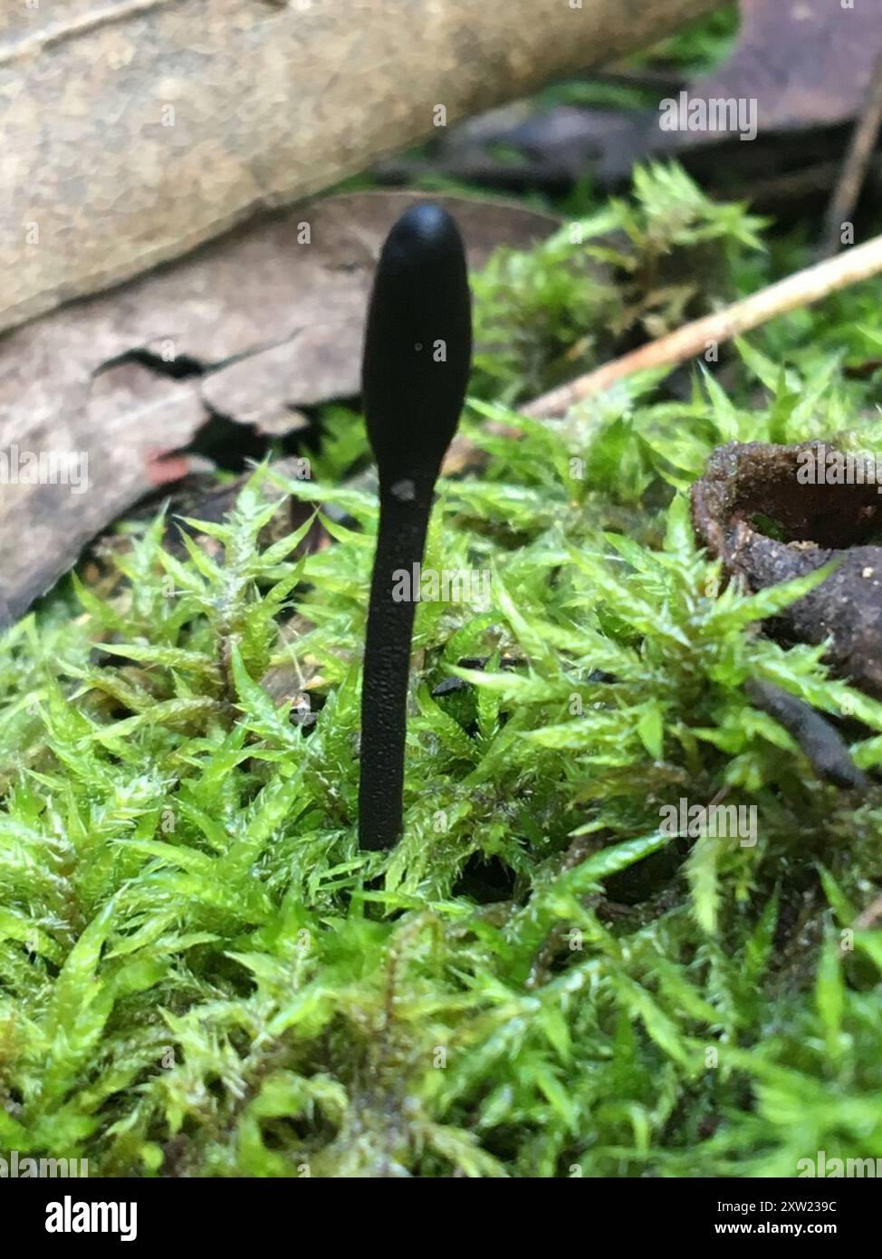 Earth Tongues (Geoglossum) Fungi Stock Photo - Alamy