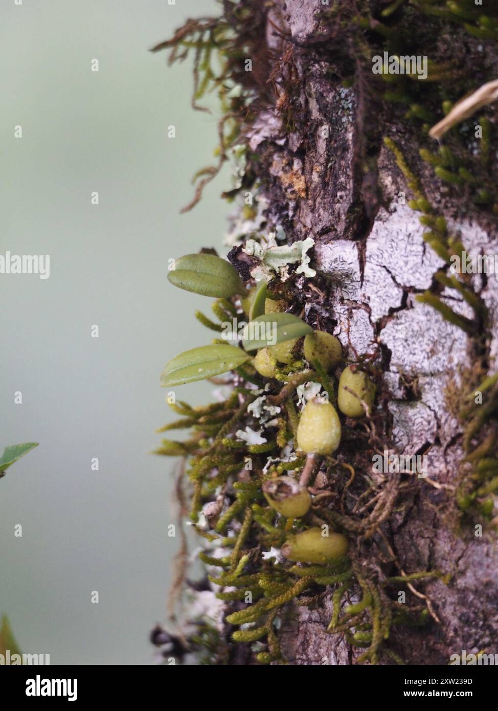 Bulbophyllum pectinatum hi-res stock photography and images - Alamy