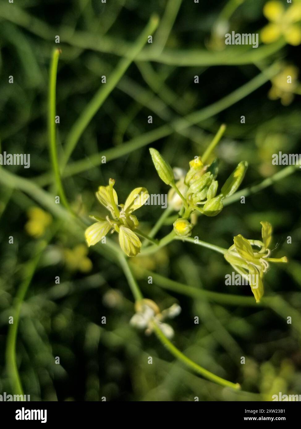Tall Tumblemustard (Sisymbrium altissimum) Plantae Stock Photo - Alamy