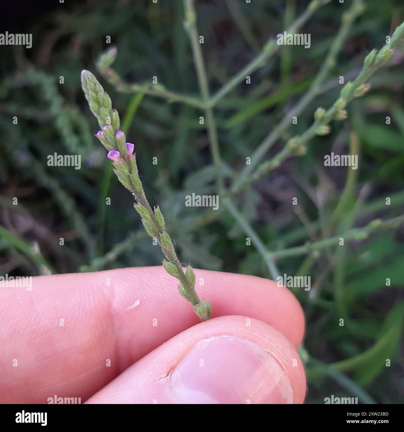 Common vervain (Verbena officinalis) Plantae Stock Photo - Alamy