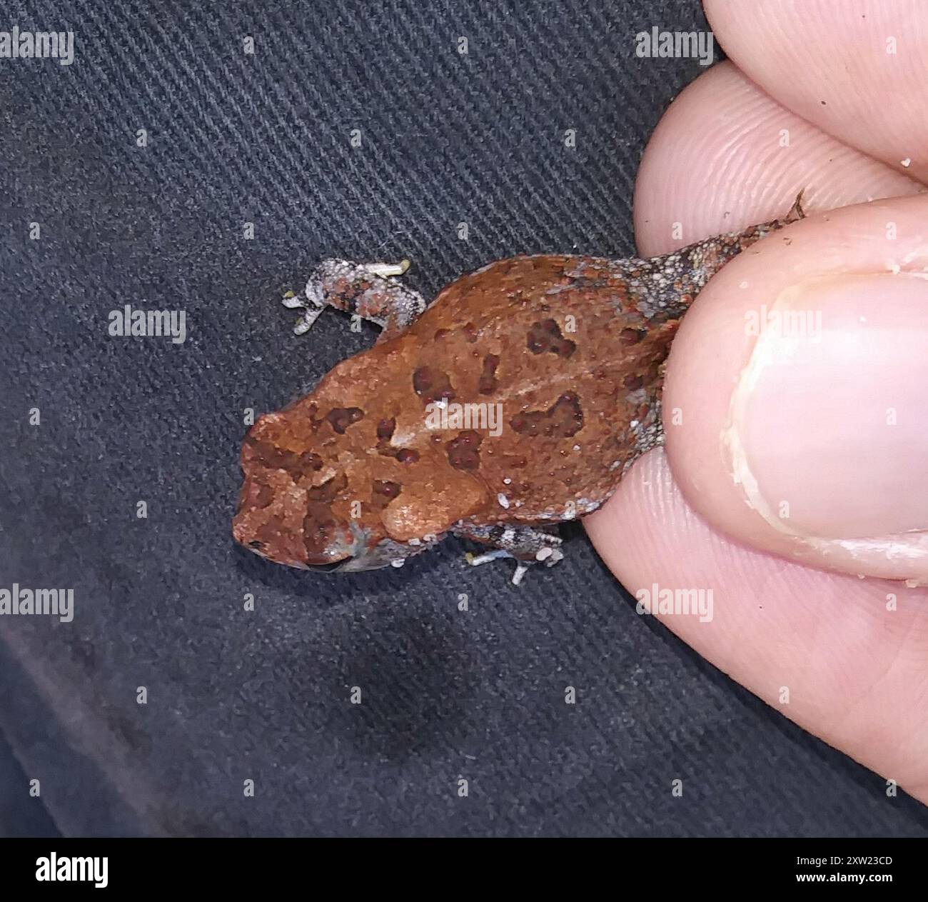 Southern Toad (Anaxyrus terrestris) Amphibia Stock Photo - Alamy