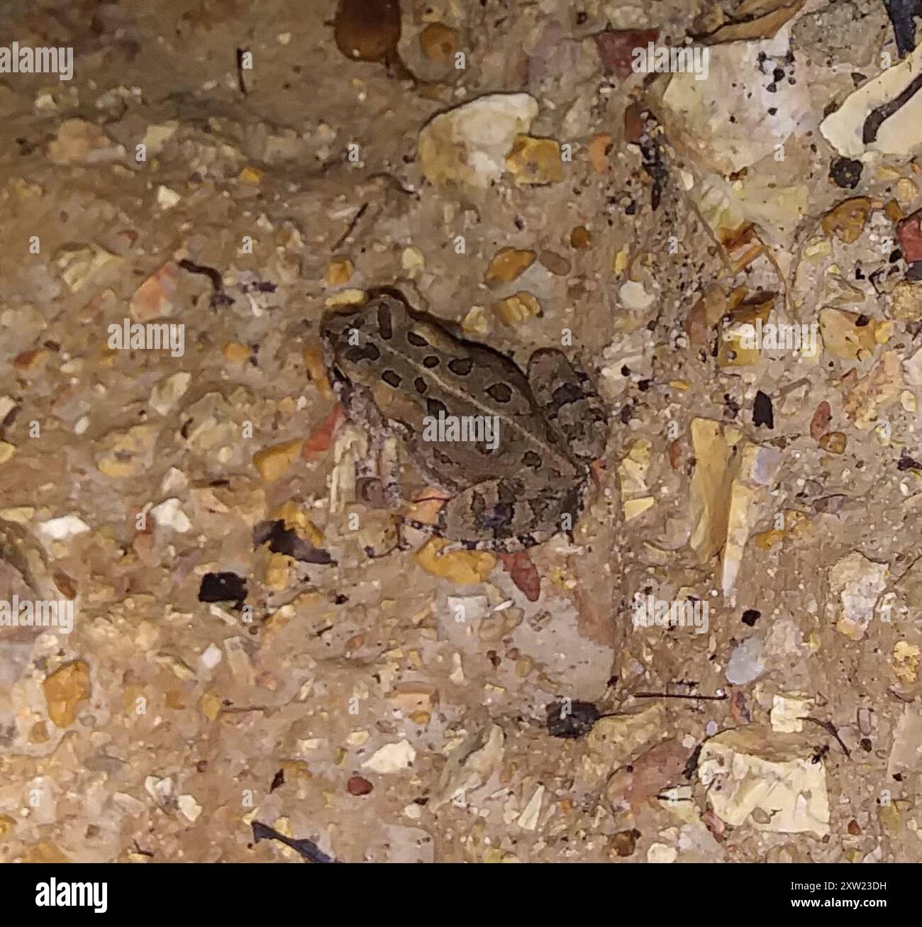 Fowler's Toad (Anaxyrus fowleri) Amphibia Stock Photo - Alamy