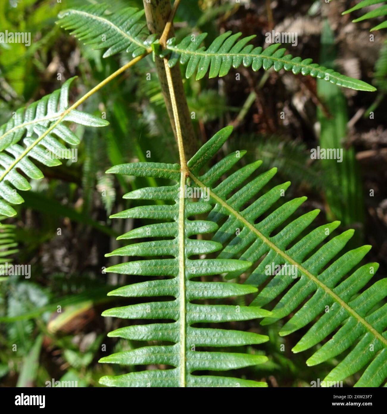 false staghorn fern (Dicranopteris linearis) Plantae Stock Photo - Alamy