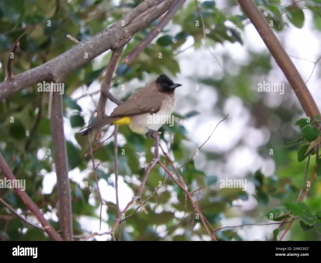 Common Bulbul (Pycnonotus barbatus) Aves Stock Photo - Alamy