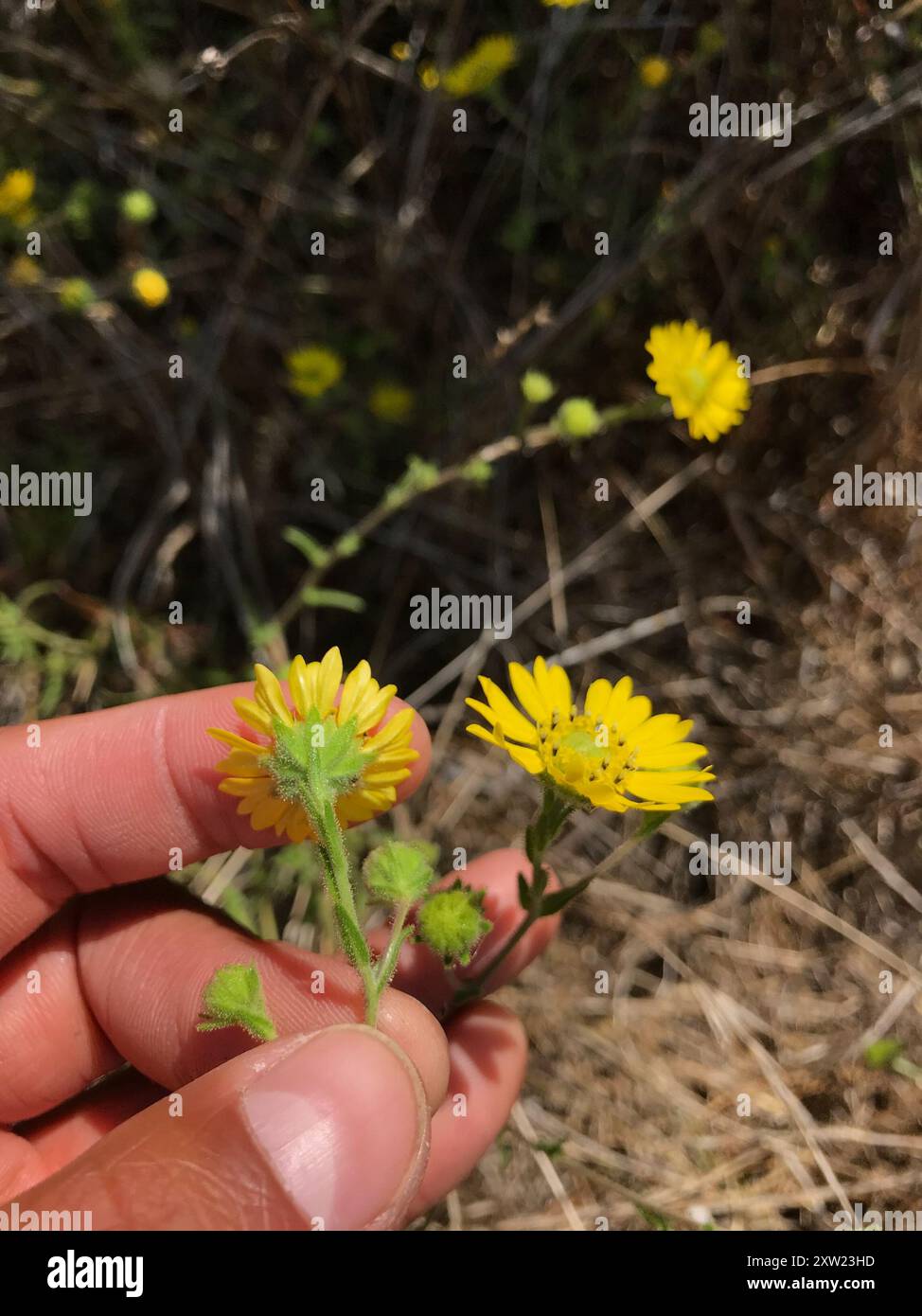 Yellow Hayfield Tarplant (Hemizonia congesta lutescens) Plantae Stock ...