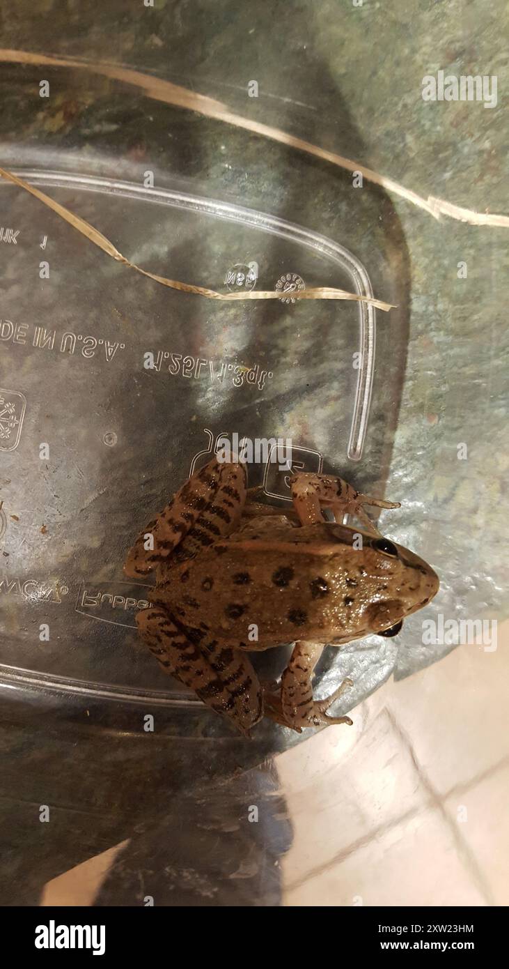 California Red-legged Frog (Rana draytonii) Amphibia Stock Photo - Alamy