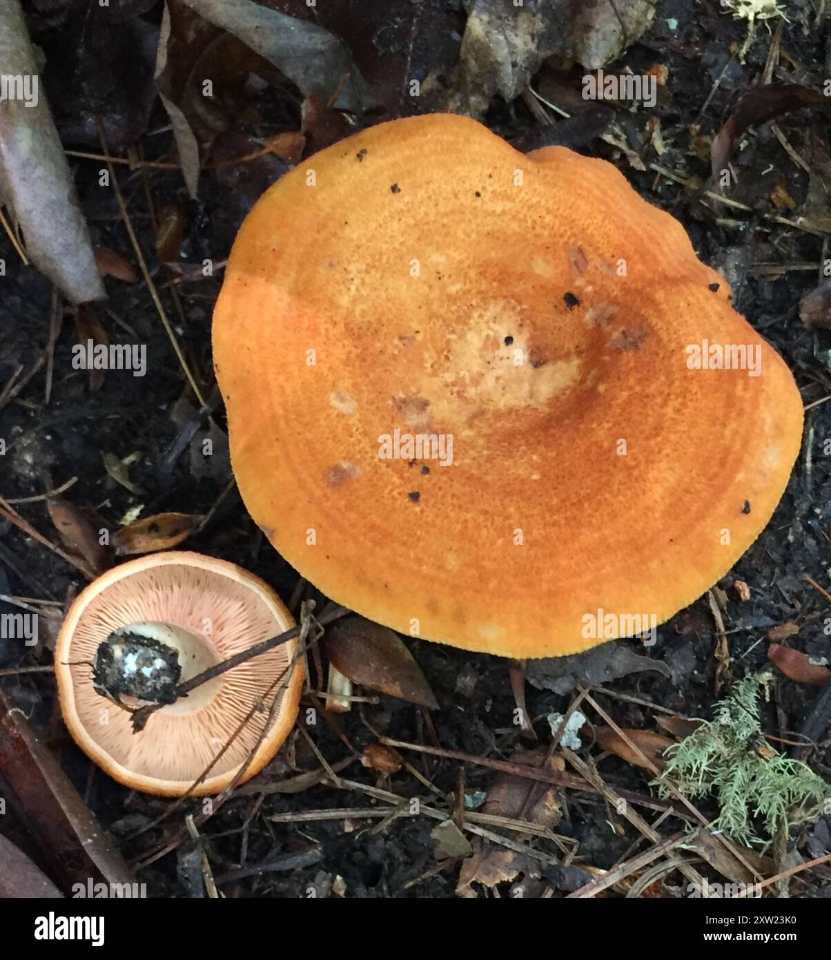 Weeping milk cap hi-res stock photography and images - Alamy