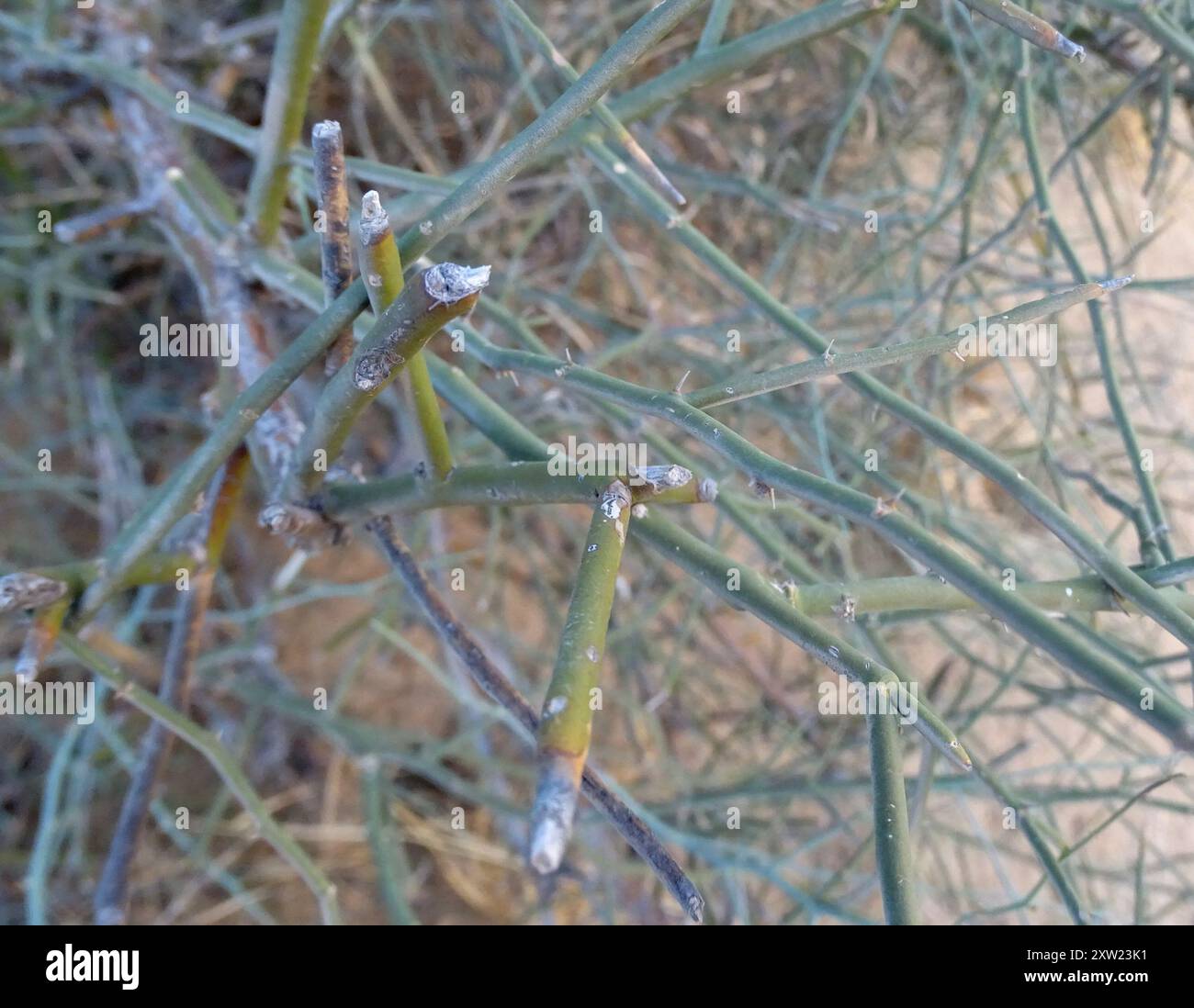Capparis decidua hi-res stock photography and images - Alamy