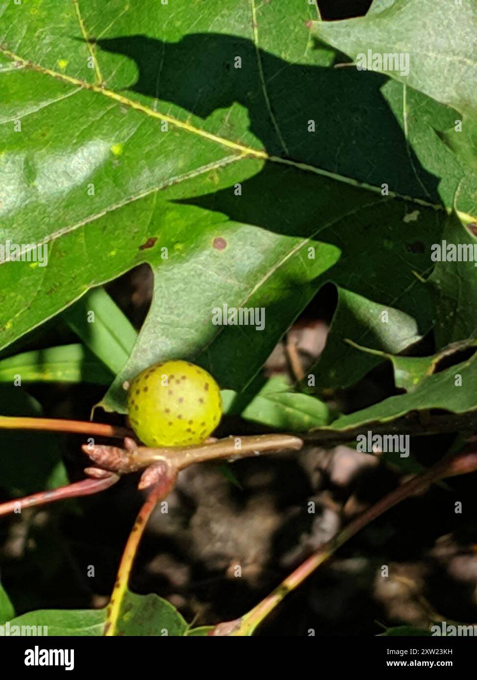 Oak Apple Gall Wasp (Amphibolips cookii) Insecta Stock Photo - Alamy