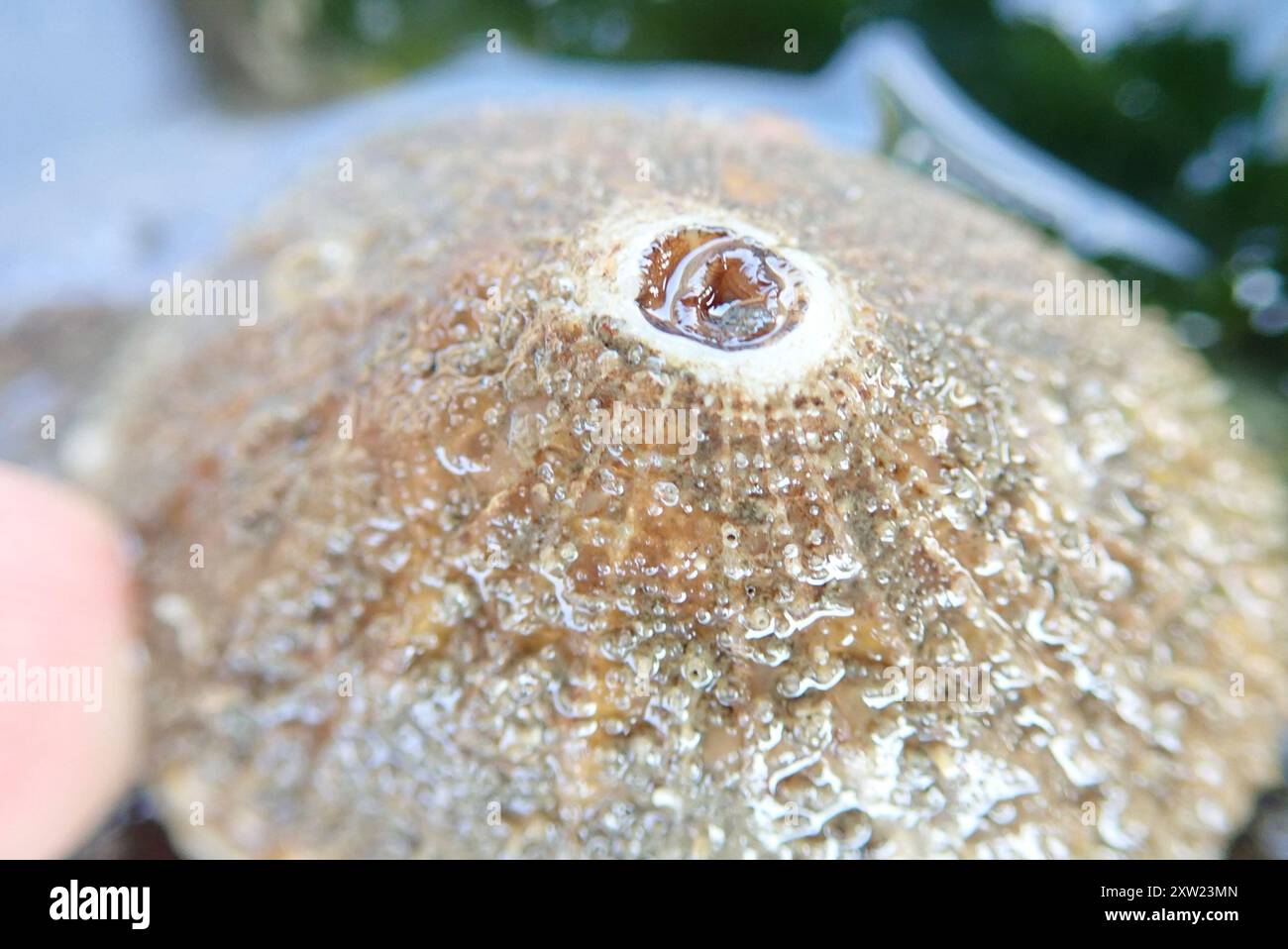 Diodora aspera hi-res stock photography and images - Alamy