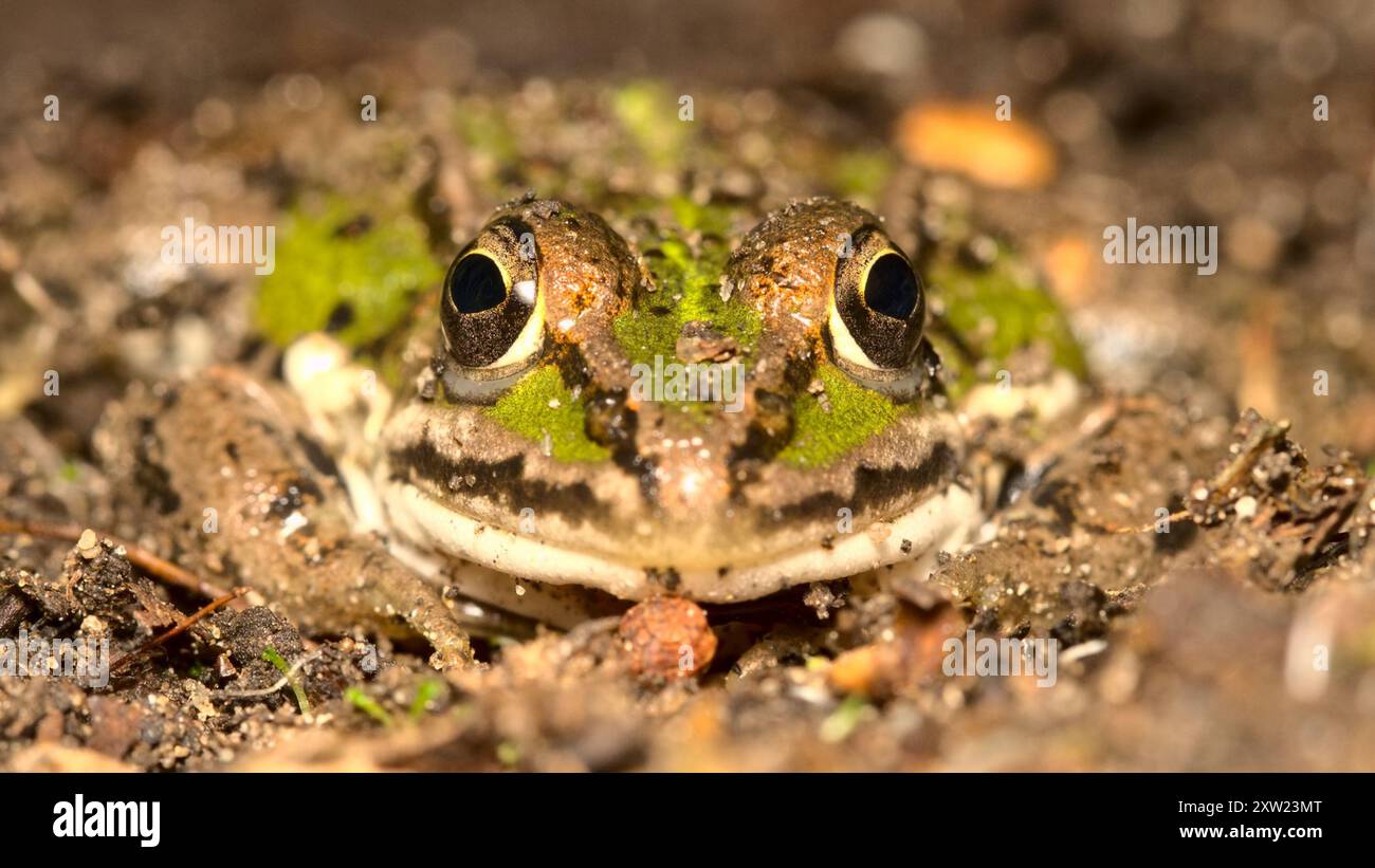 Water Frogs (Pelophylax) Amphibia Stock Photo - Alamy
