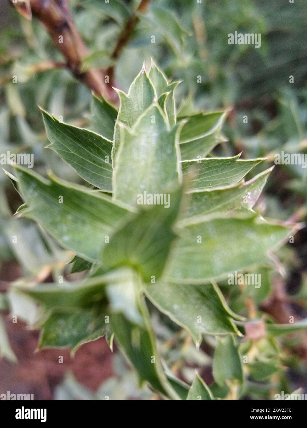 True Holly Caperose (Cliffortia ilicifolia ilicifolia) Plantae Stock ...