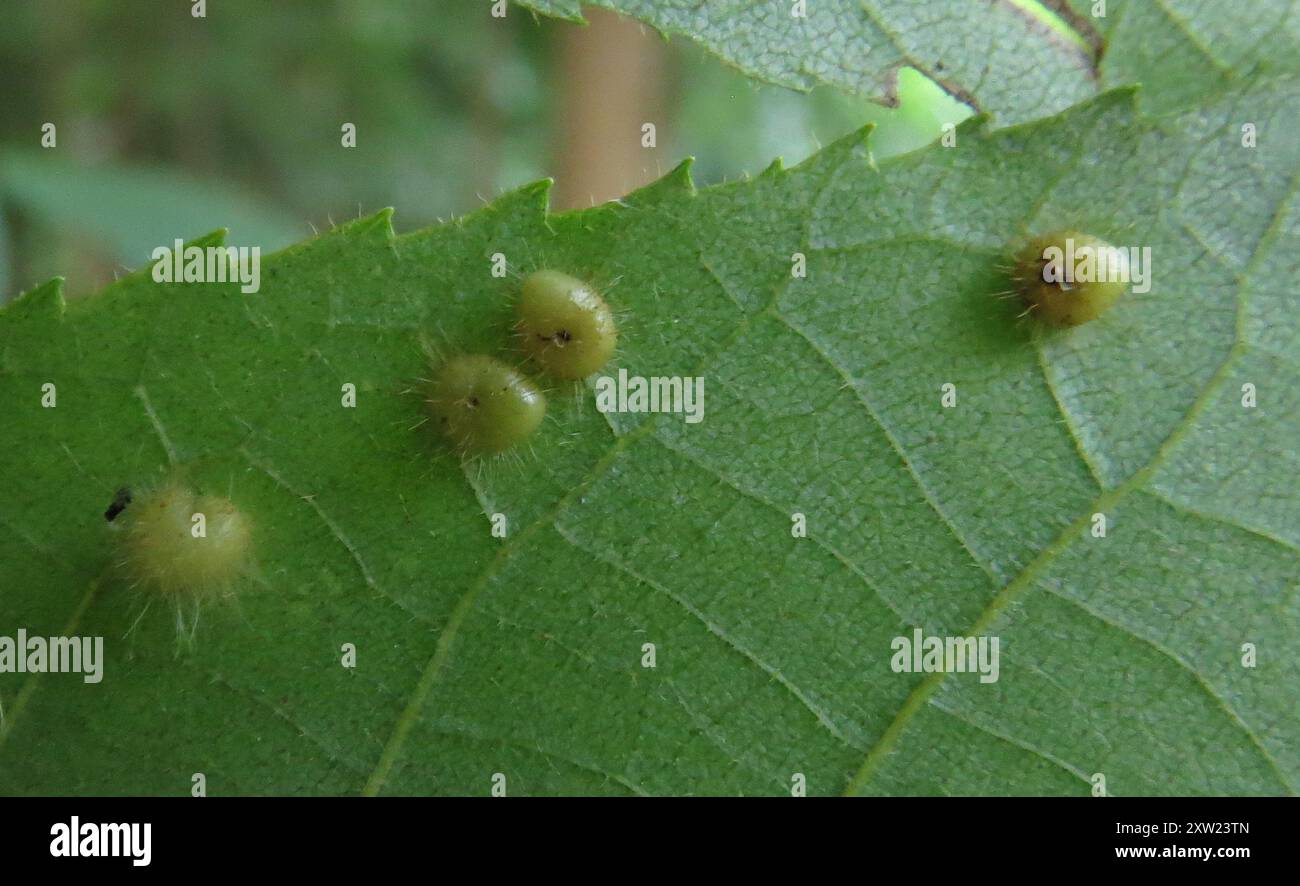 Hickory Placenta Gall Midge (Caryomyia thompsoni) Insecta Stock Photo ...
