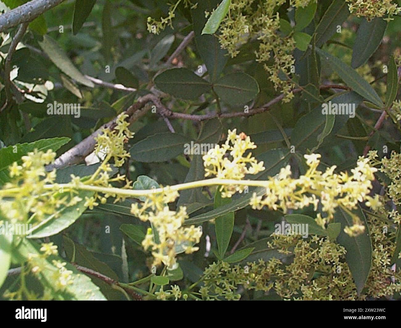 Mountain Karree (Searsia leptodictya) Plantae Stock Photo - Alamy
