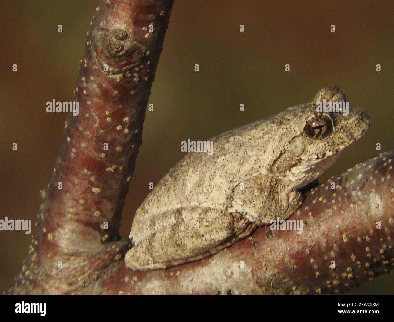 Foam nest frog chiromantis xerampelina hi-res stock photography and images - Alamy