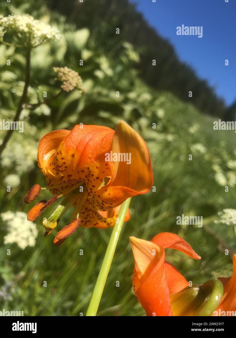 shasta lily (Lilium pardalinum shastense) Plantae Stock Photo - Alamy