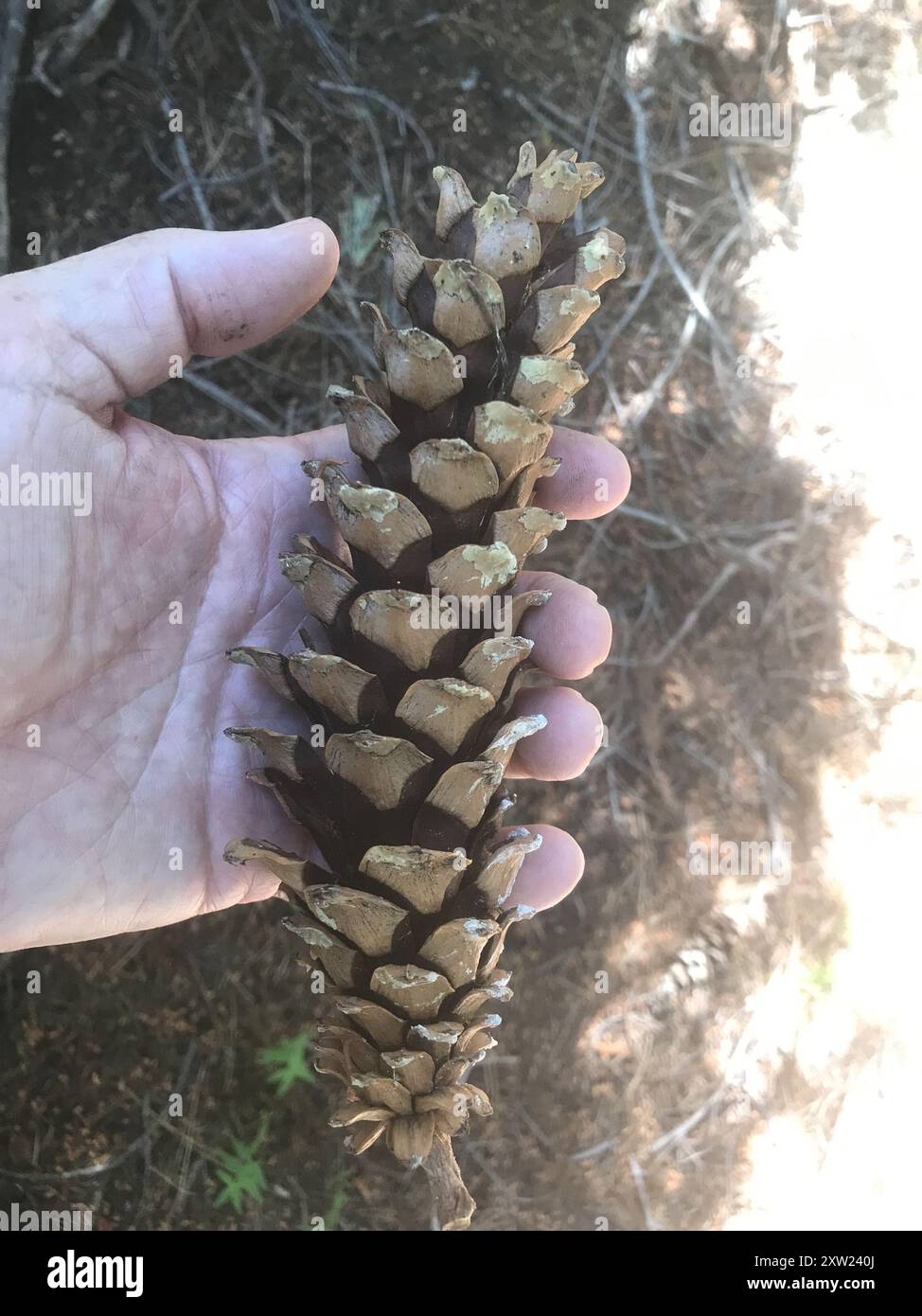 western white pine (Pinus monticola) Plantae Stock Photo - Alamy