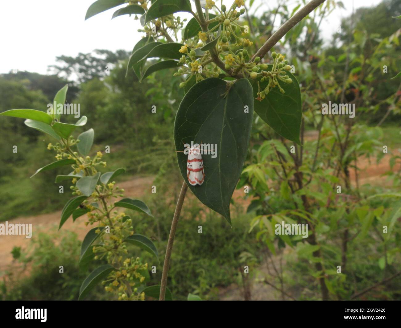 Australian Cow-plant (Gymnema sylvestre) Plantae Stock Photo - Alamy