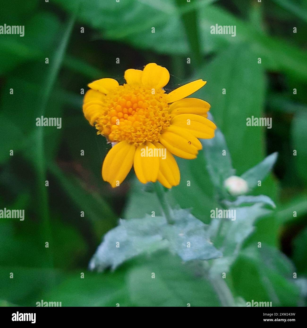 Corn Marigold (Glebionis segetum) Plantae Stock Photo - Alamy
