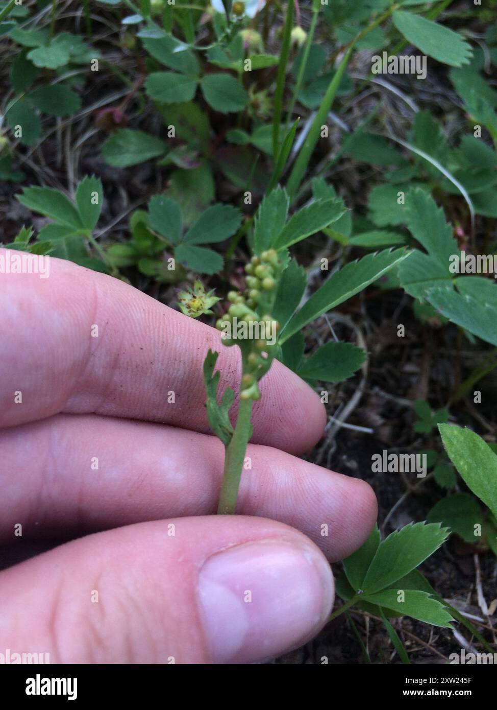 Grapefern hi-res stock photography and images - Alamy