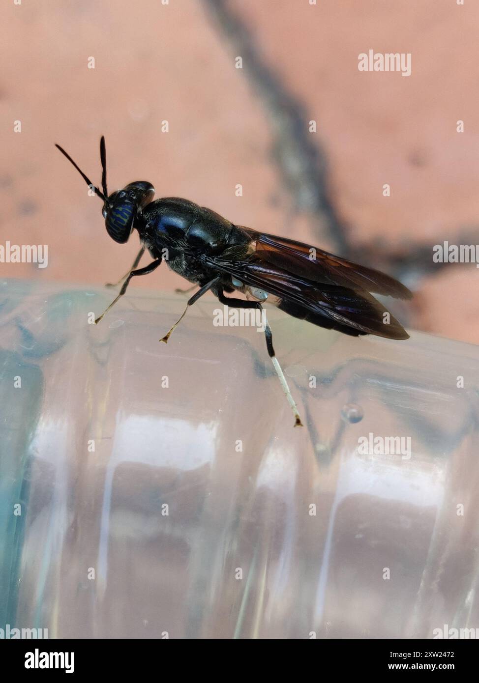 Black Soldier Fly (Hermetia illucens) Insecta Stock Photo - Alamy